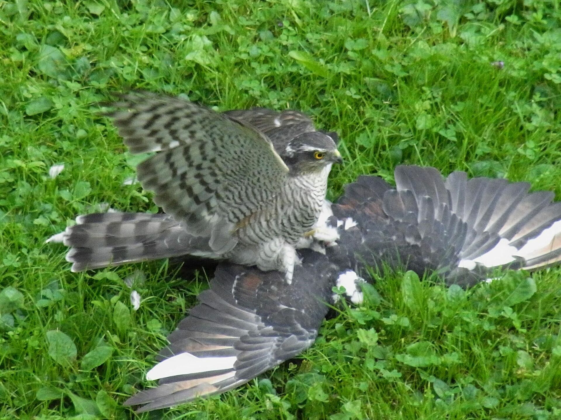 2015-01 Der Habicht - Vogel des Jahres 2015 - BUND Naturschutz in ...