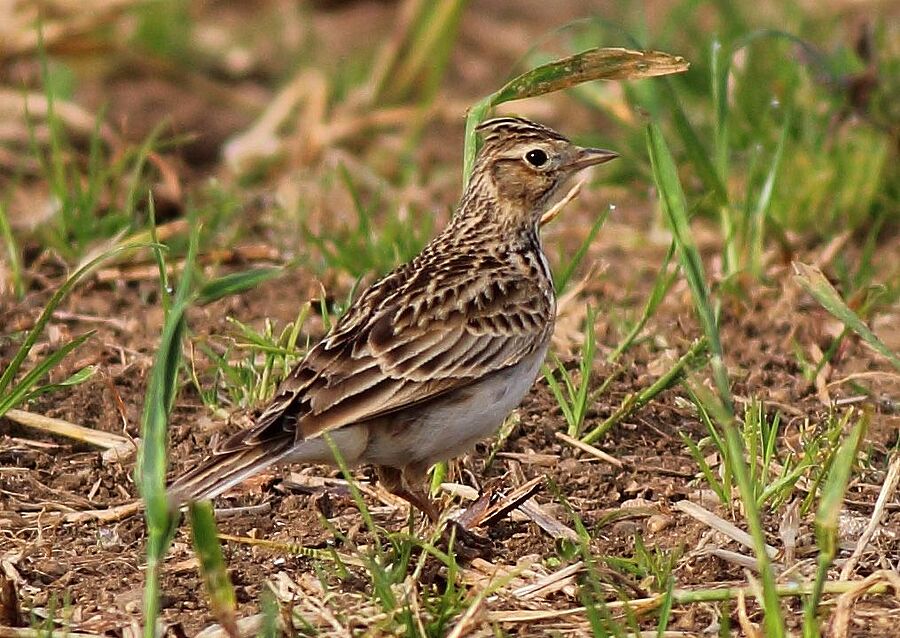 2019-03 Die Feldlerche – Vogel des Jahres 2019 - BUND Naturschutz in ...