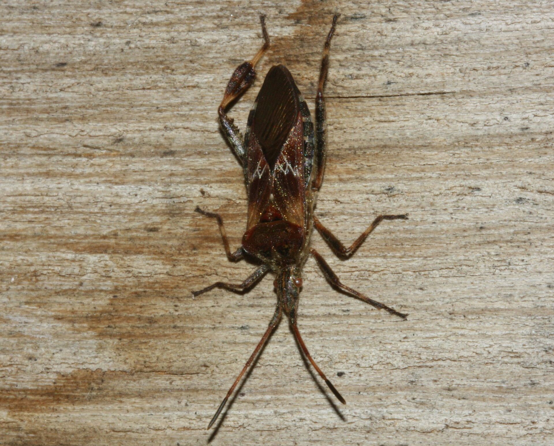 2019-10 Ungebetene Wintergäste - BUND Naturschutz in Bayern e.V.